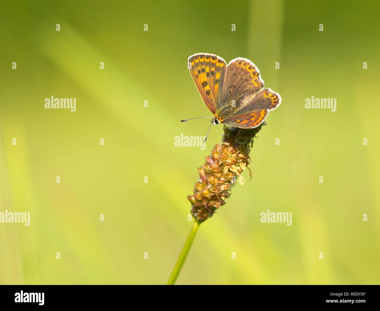 Sooty copper heodes tityrus hi-res stock photography and images - Alamy