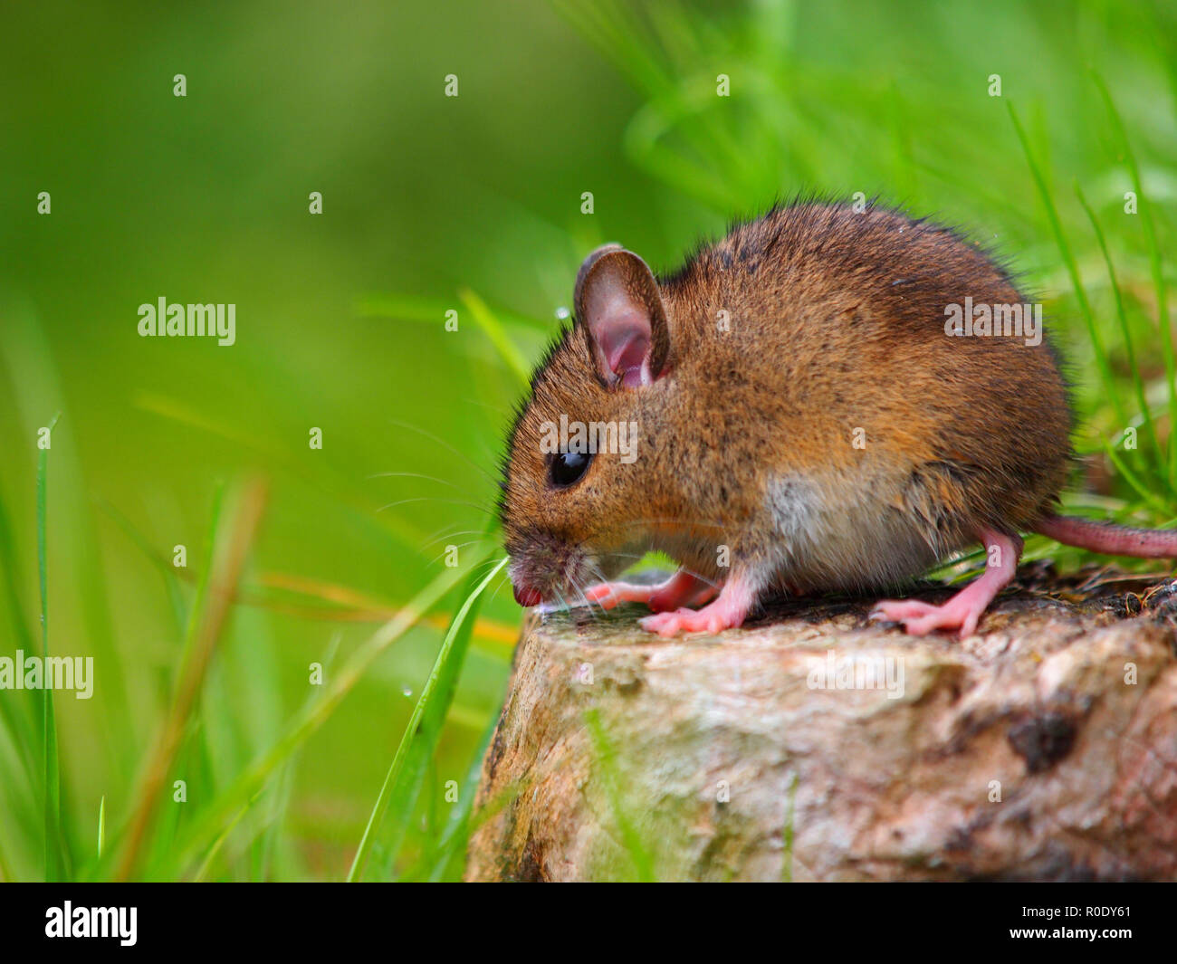 Wild mouse sitting on log Stock Photo - Alamy
