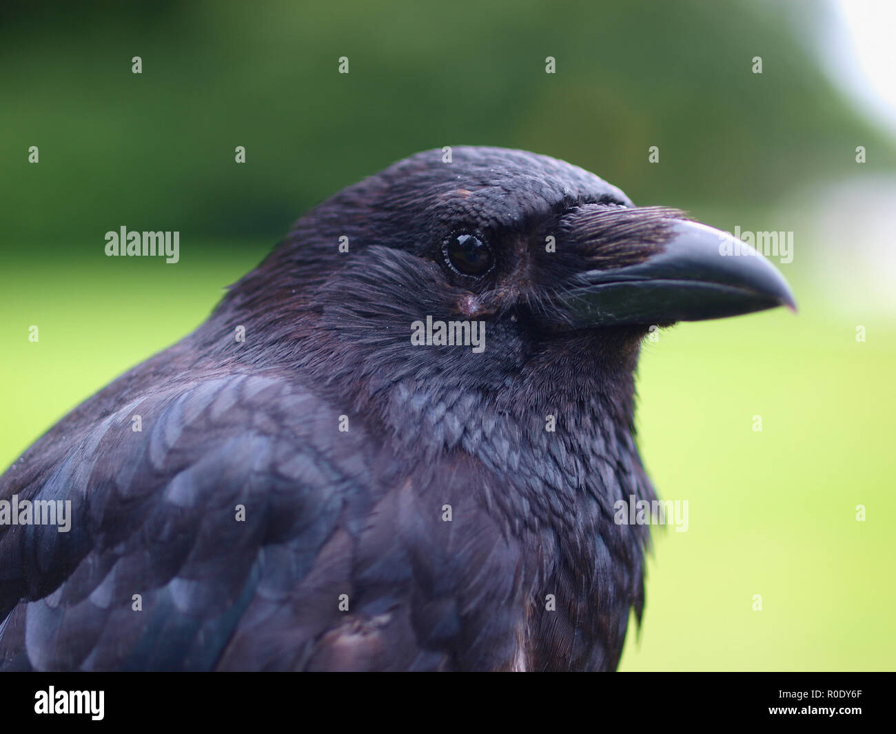 Black carrion crow hi-res stock photography and images - Alamy