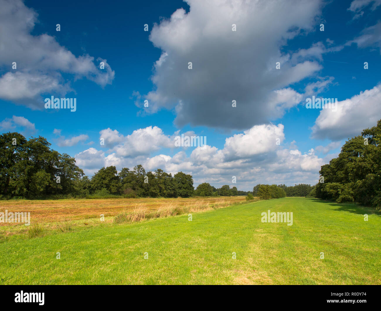 Meadows between Rows of Trees are a Common Type of Landscape in the ...