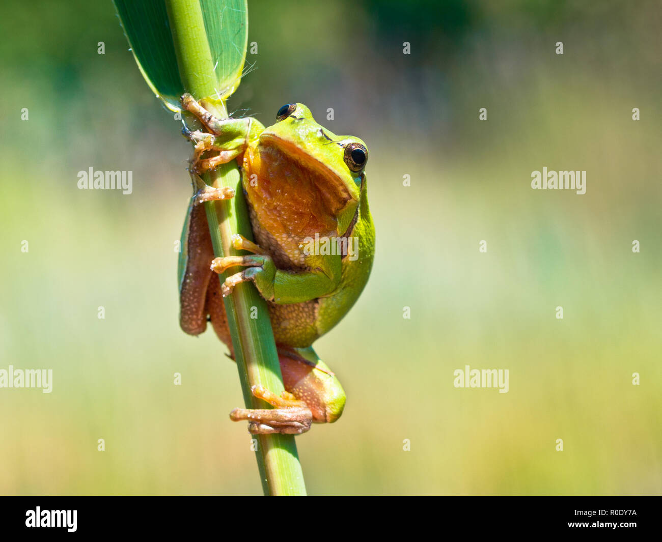 Tree frog natural habitat hi-res stock photography and images - Alamy
