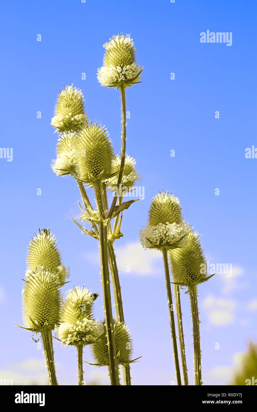 Flowering of Common Teasel close up against blue sky. In Latin ...