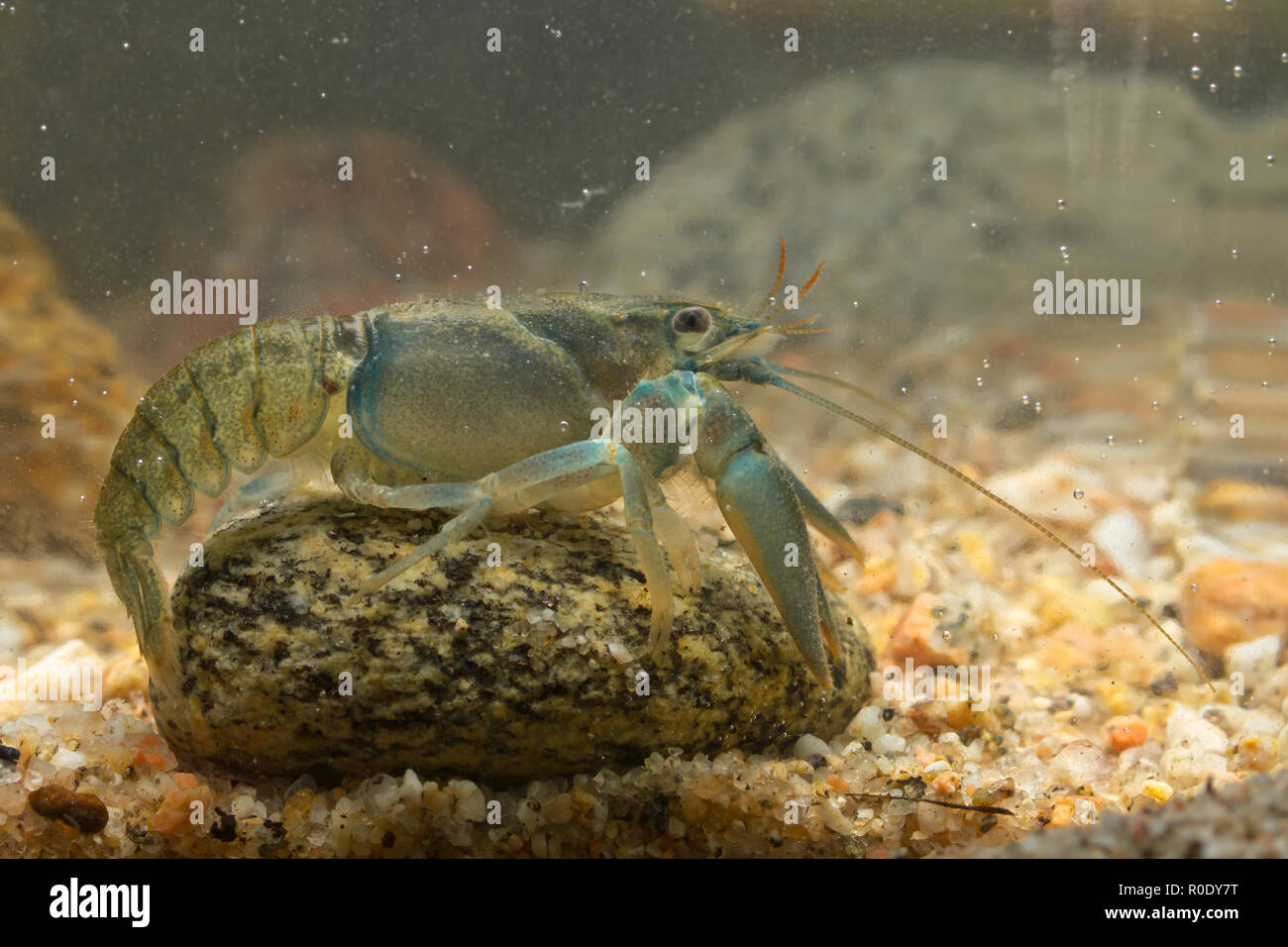 Noble crayfish (astacus astacus) hi-res stock photography and images ...