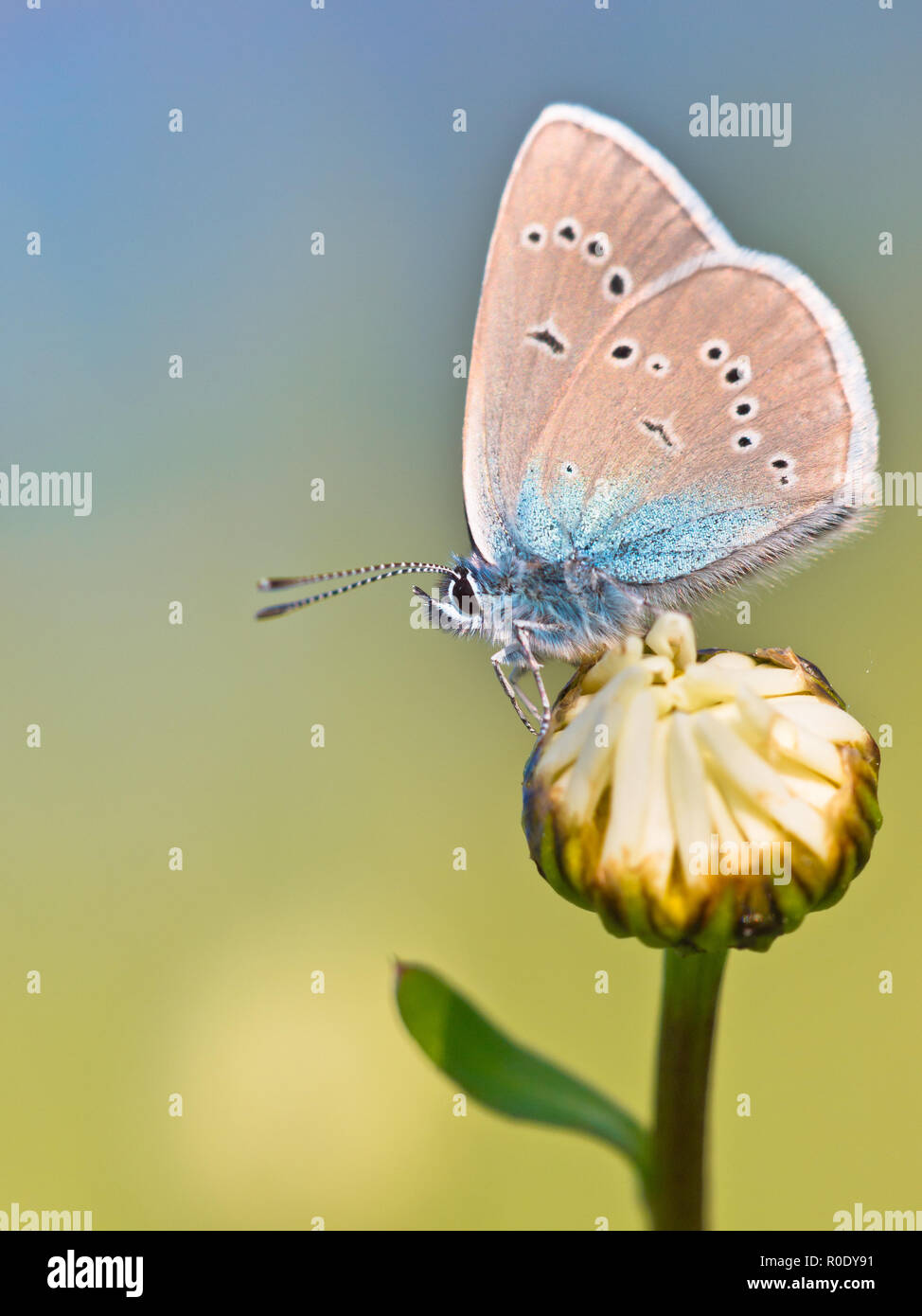 Mazarine Blue Butterfly (polyommatus semiargus) on a flower Stock Photo ...