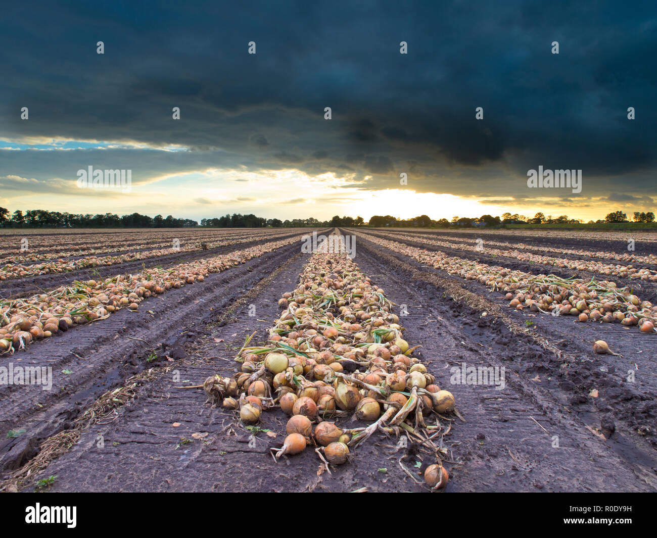 Drying onions hi-res stock photography and images - Alamy