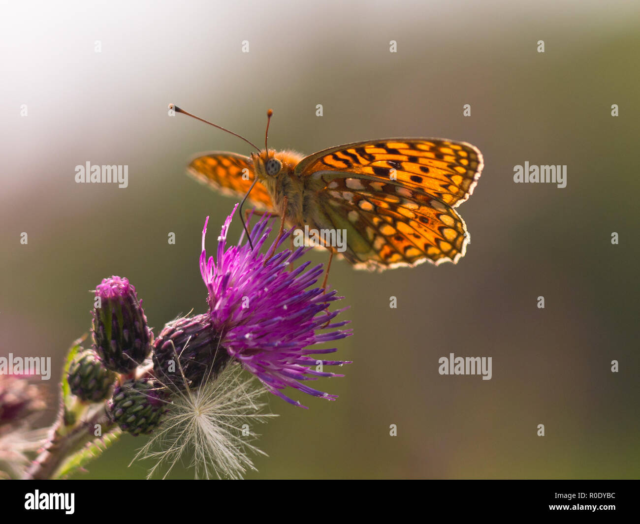 Fresh Argynnis niobe (Niobe Fritillary) Butterfly with a great colored ...