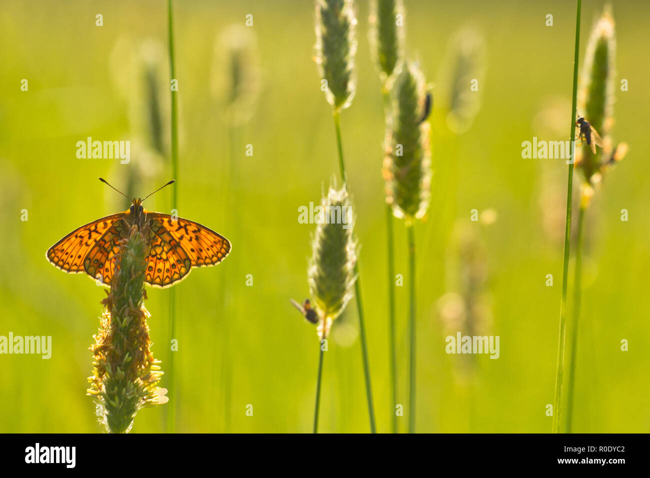 Bog Fritillary Butterfly (Boloria eunomia) made with back light which ...