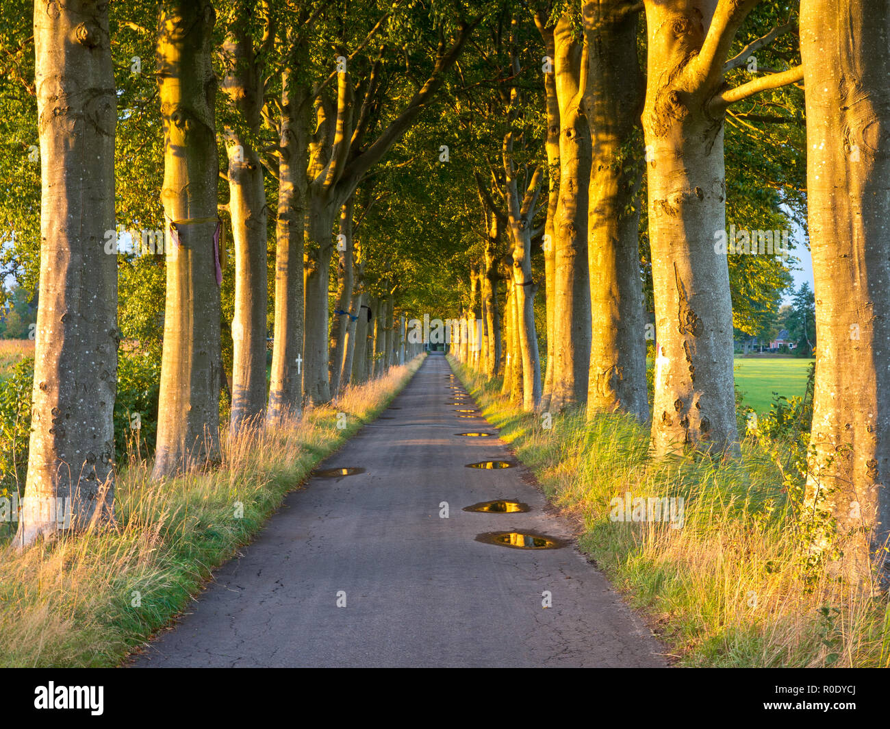 Long straight stems hi-res stock photography and images - Alamy