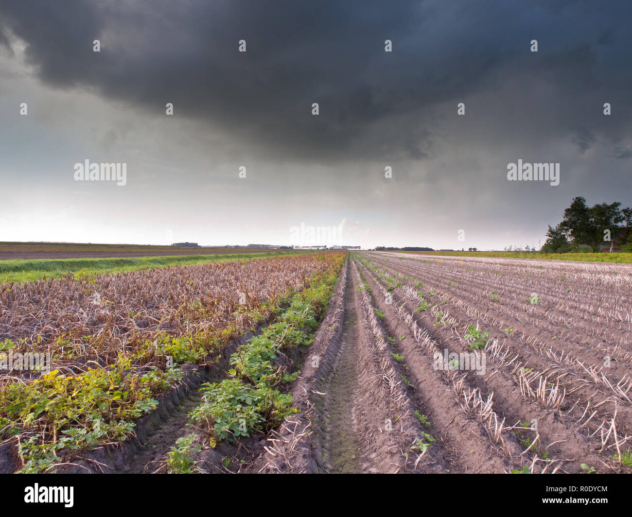 Harvested Field in Stormy Weather with Dark Threatening Sky Stock Photo ...