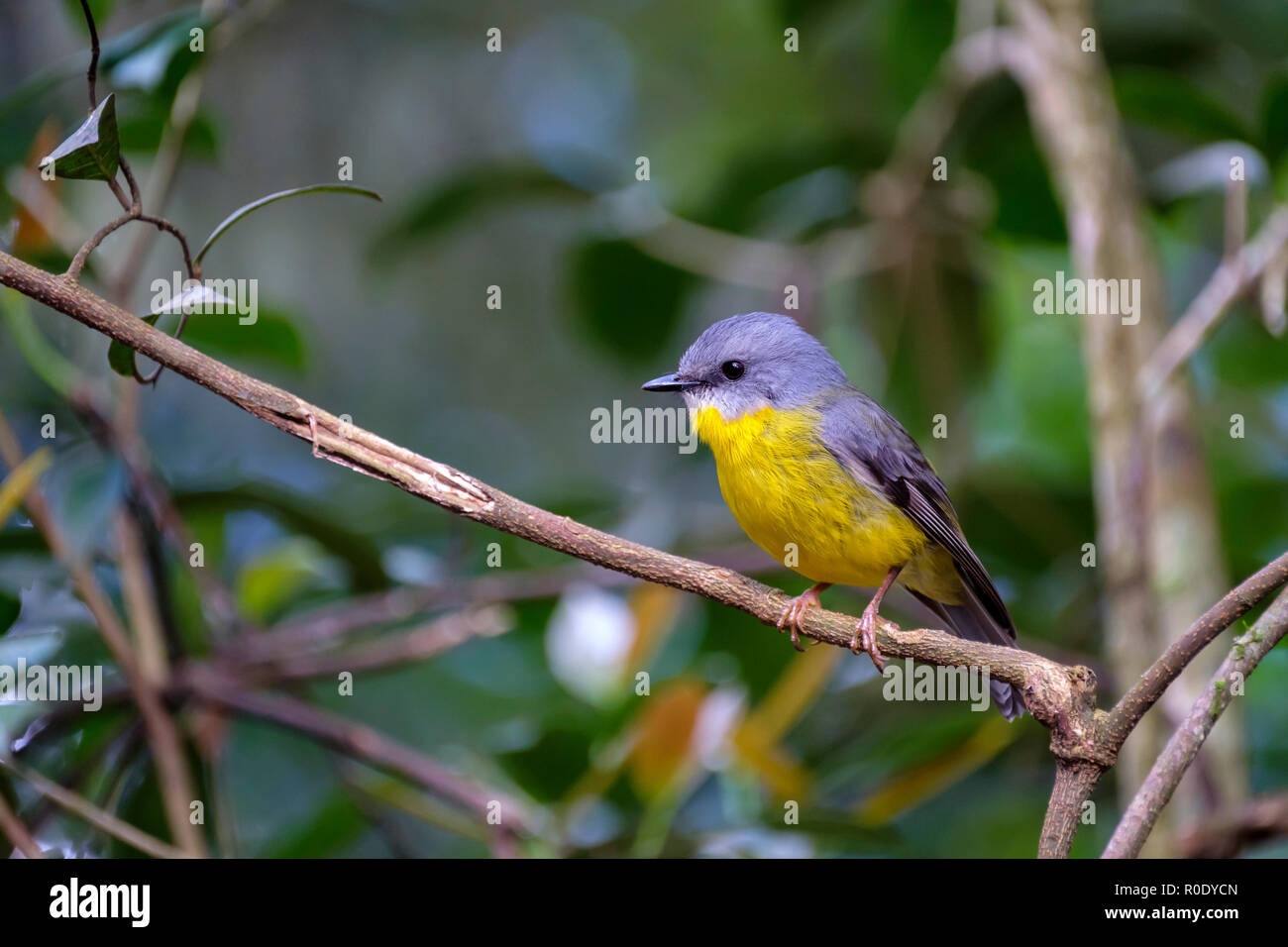 Eastern yellow breasted robin hi-res stock photography and images - Alamy
