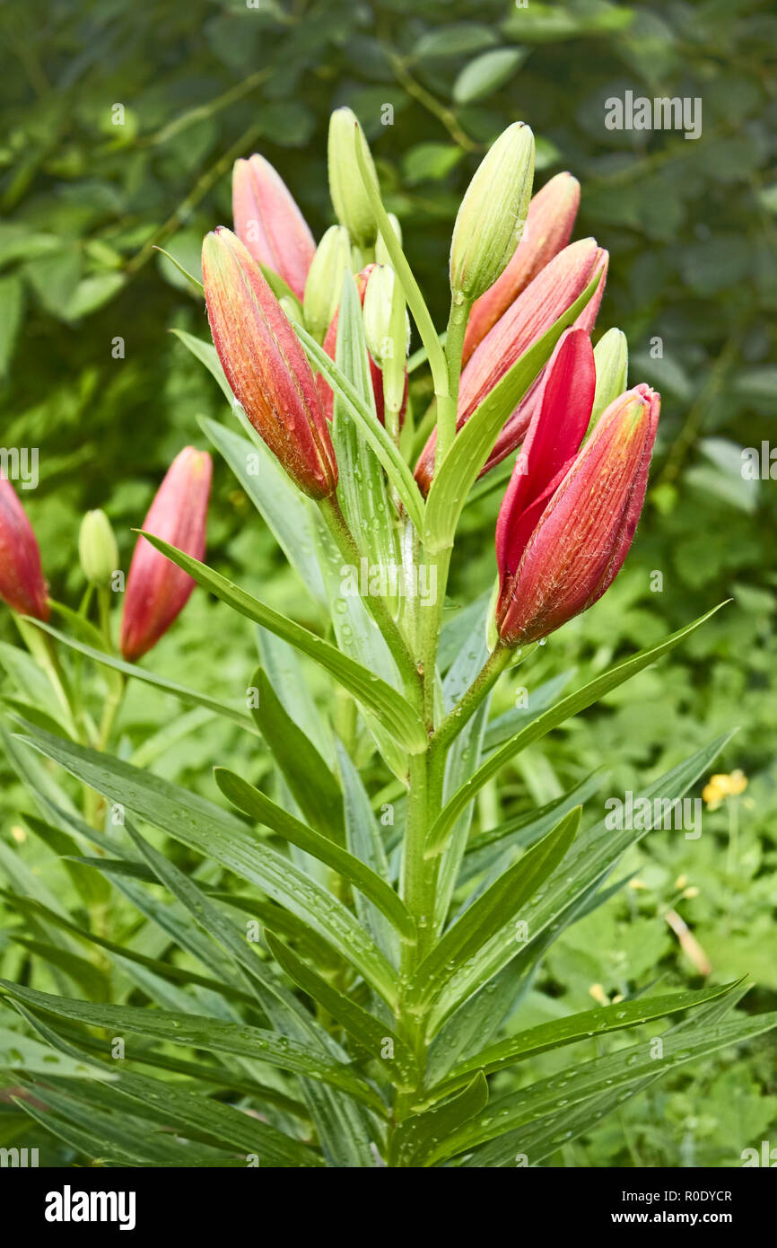 Buds of lilies hi-res stock photography and images - Alamy