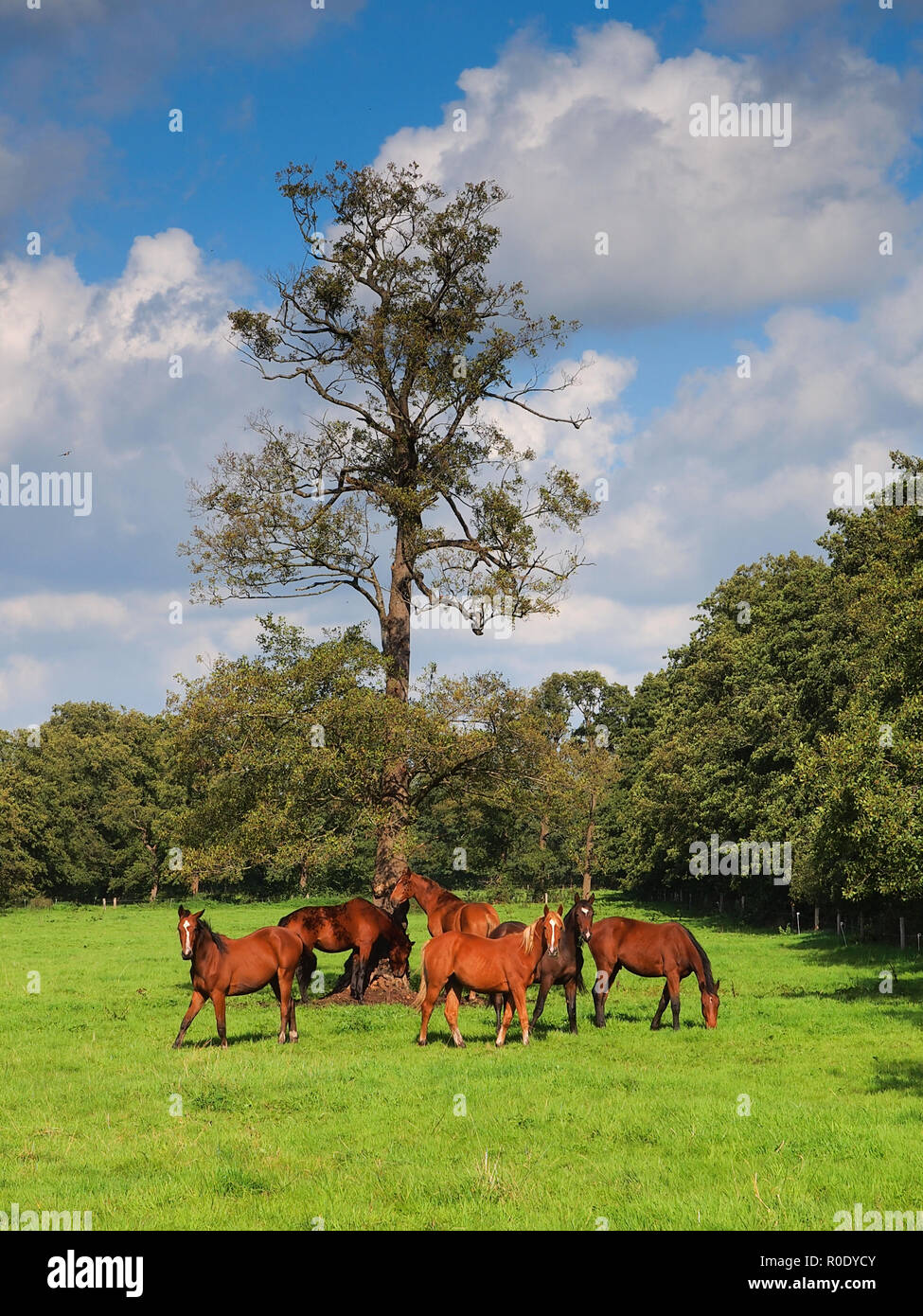 Group of Horses in a Pasture in the Shade of a Tree Stock Photo - Alamy