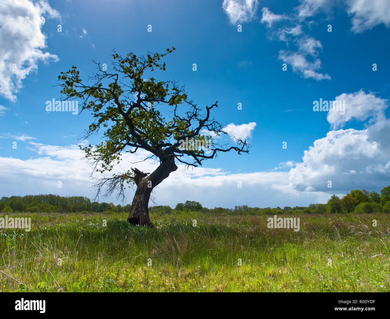 Single trunk of a mighty tree hi-res stock photography and images - Alamy