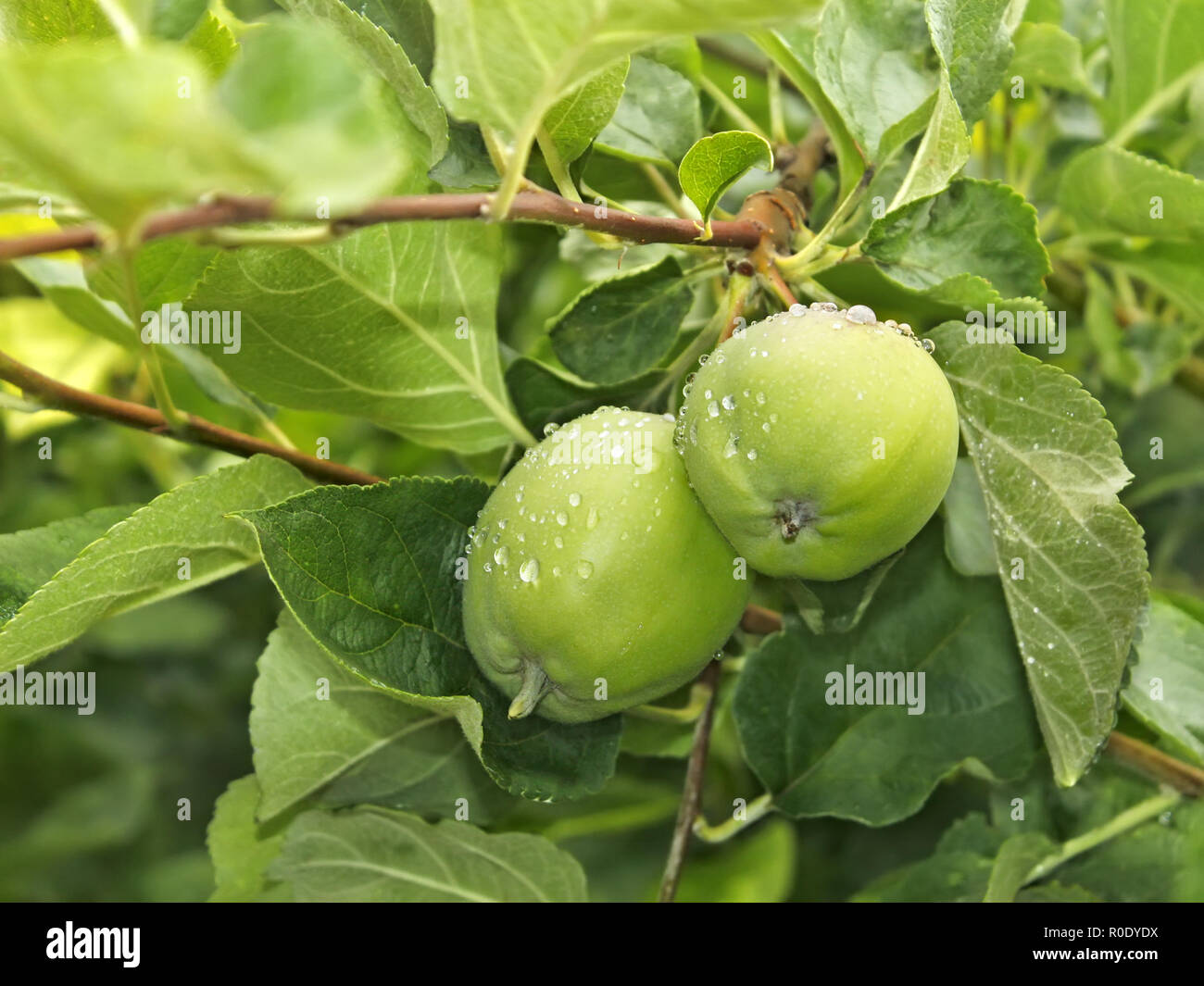 Green apple fruits hi-res stock photography and images - Alamy