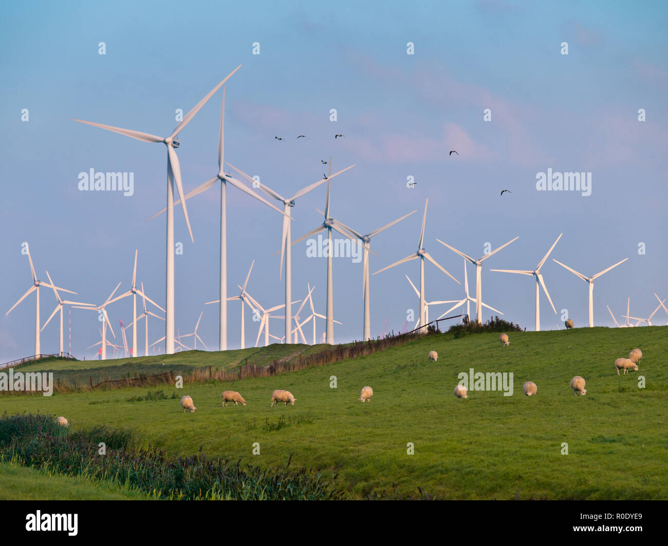 Wind Turbine Farms can make many Casualties during Bird Migration Stock ...