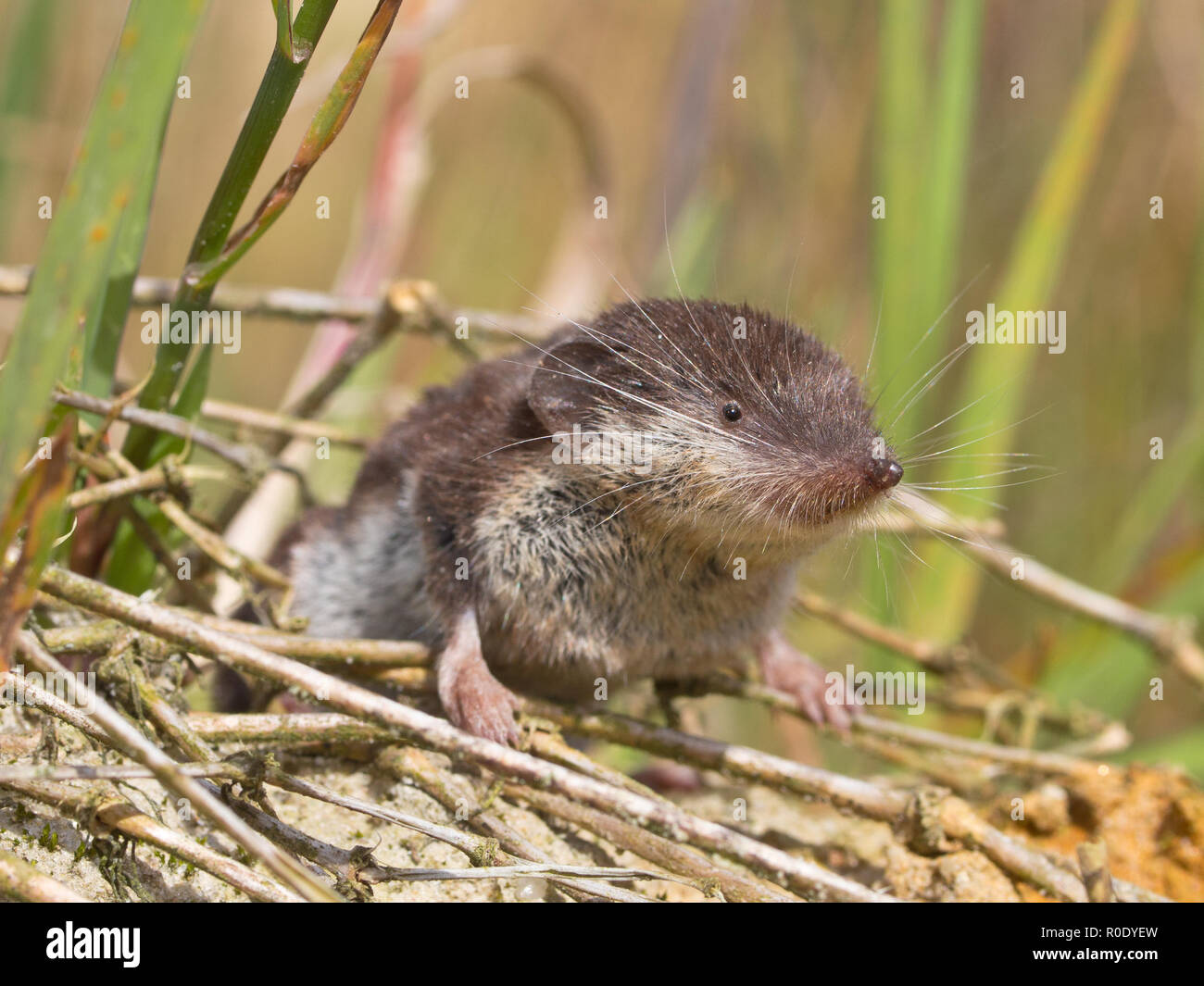 Bicolored shrew crocidura leucodon hi-res stock photography and images ...