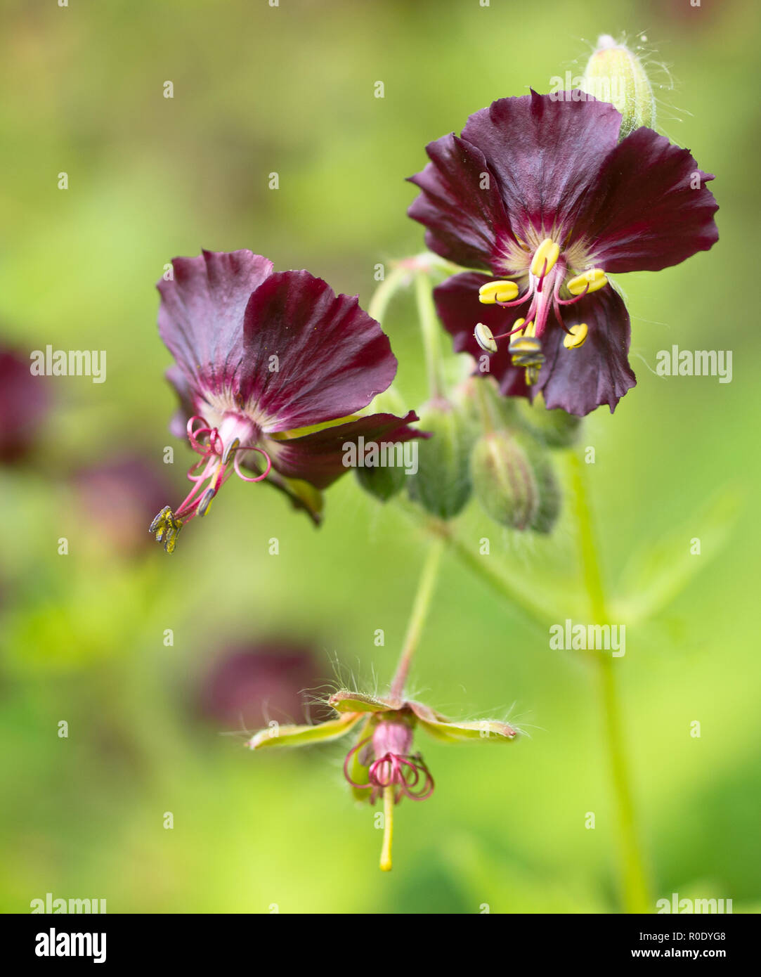 Dusky cranesbill hi-res stock photography and images - Alamy