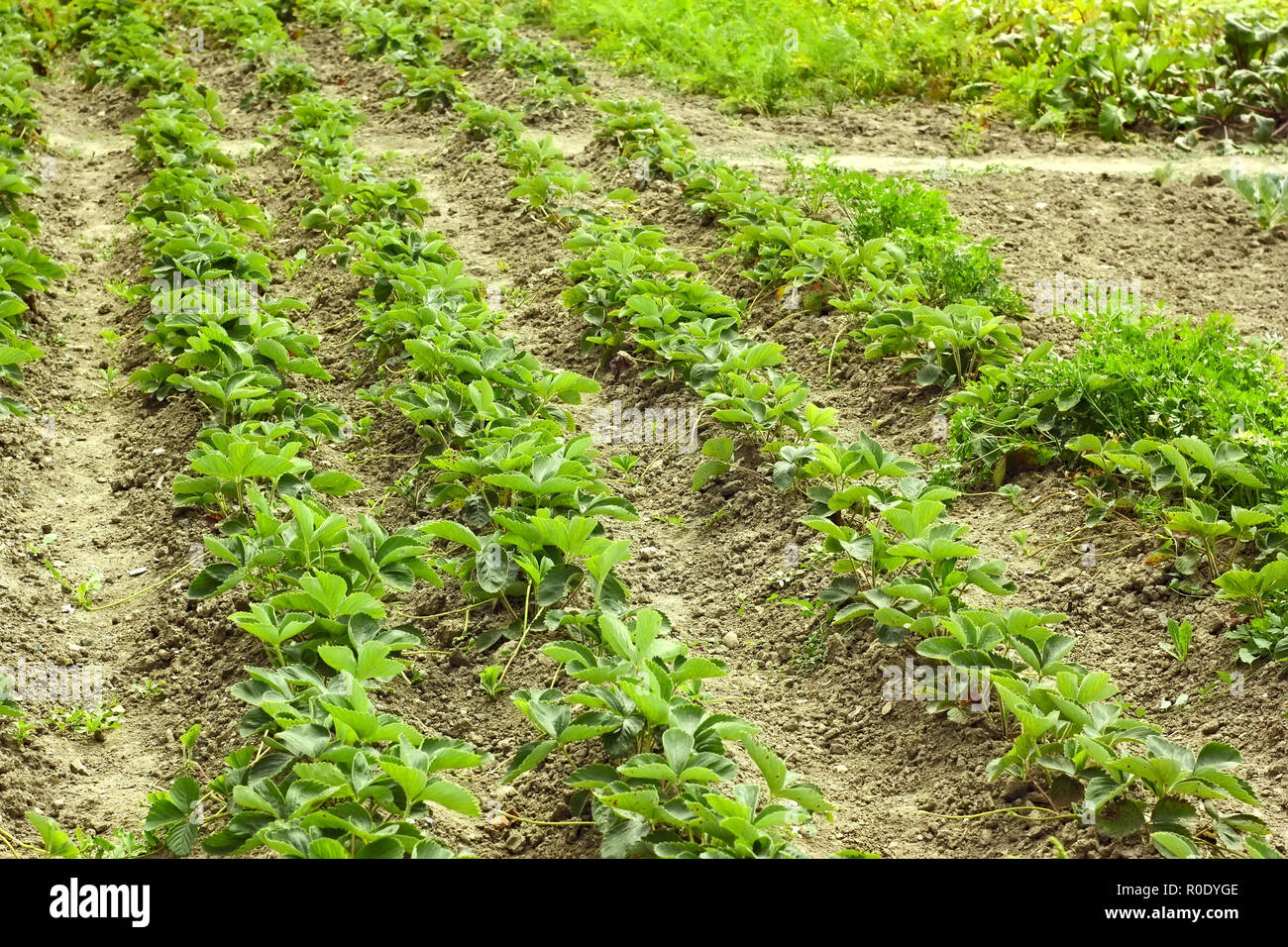 Row of strawberry plants hi-res stock photography and images - Alamy