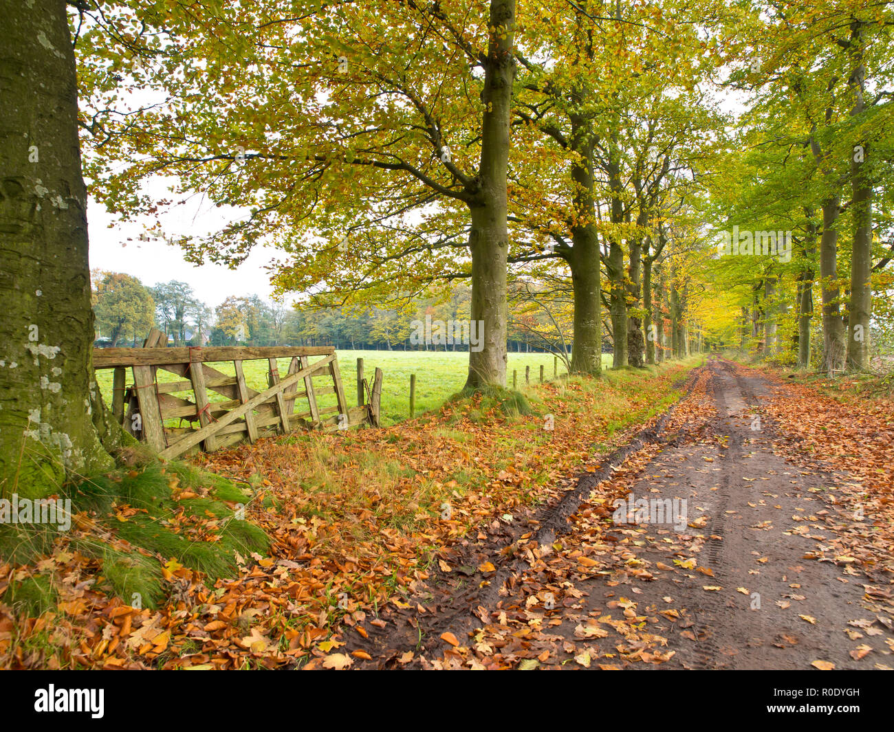 Golden carpet through the trees hi-res stock photography and images - Alamy