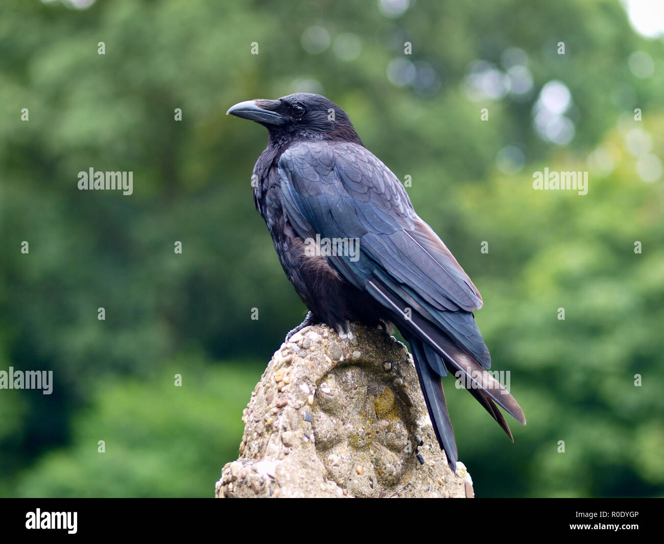 Black carrion crow hi-res stock photography and images - Alamy