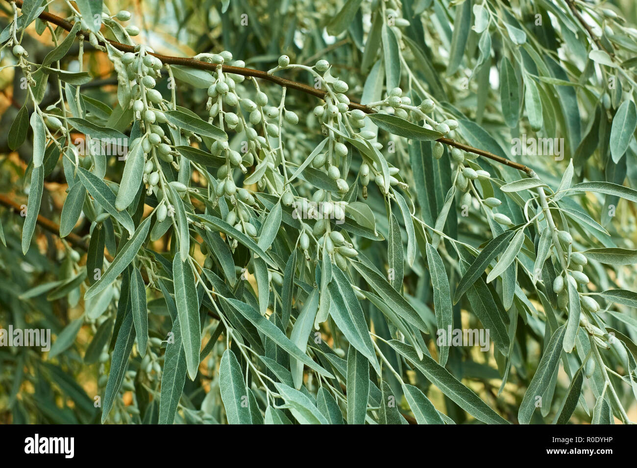 Branch with green unripe fruits of Elaeagnus angustifolia, Oleaster ...