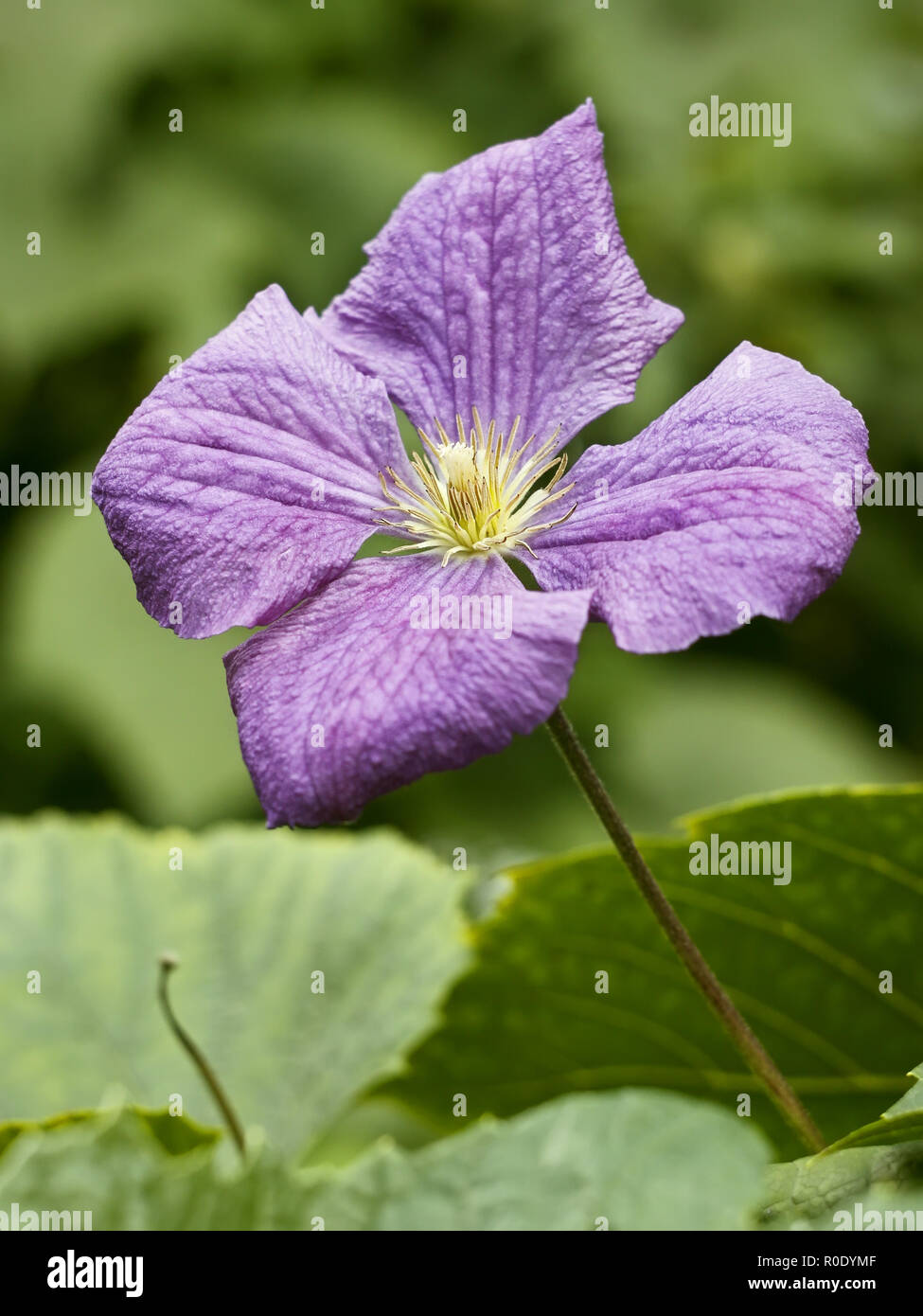 Clematis blue flower on the flowerbed close up Stock Photo - Alamy