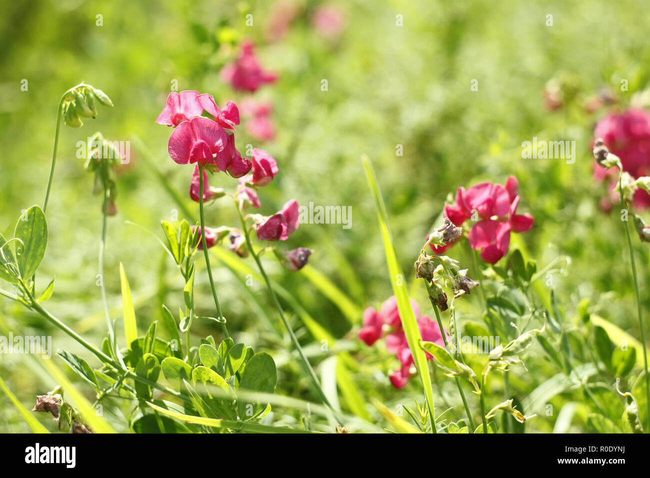 Leguminous plants hi-res stock photography and images - Alamy