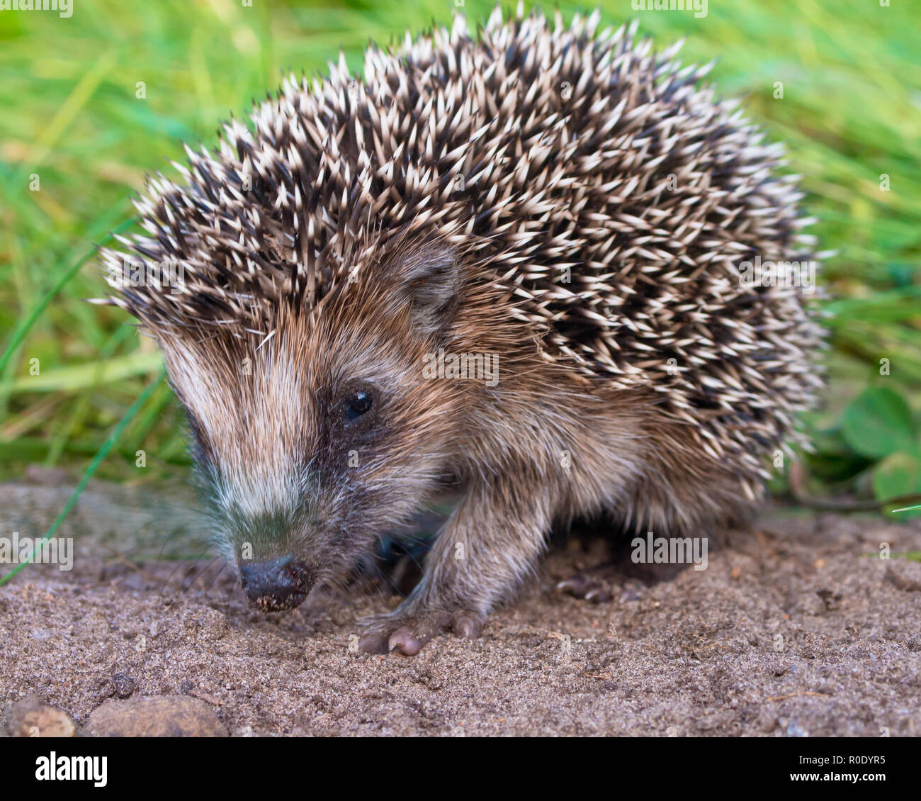West European Hedgehog (Erinaceus, europaeus) Looking for Food Stock ...