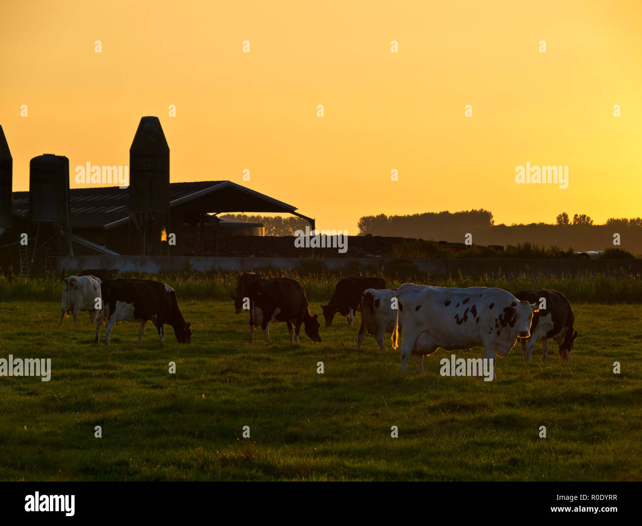 Dutch dairy hi-res stock photography and images - Alamy