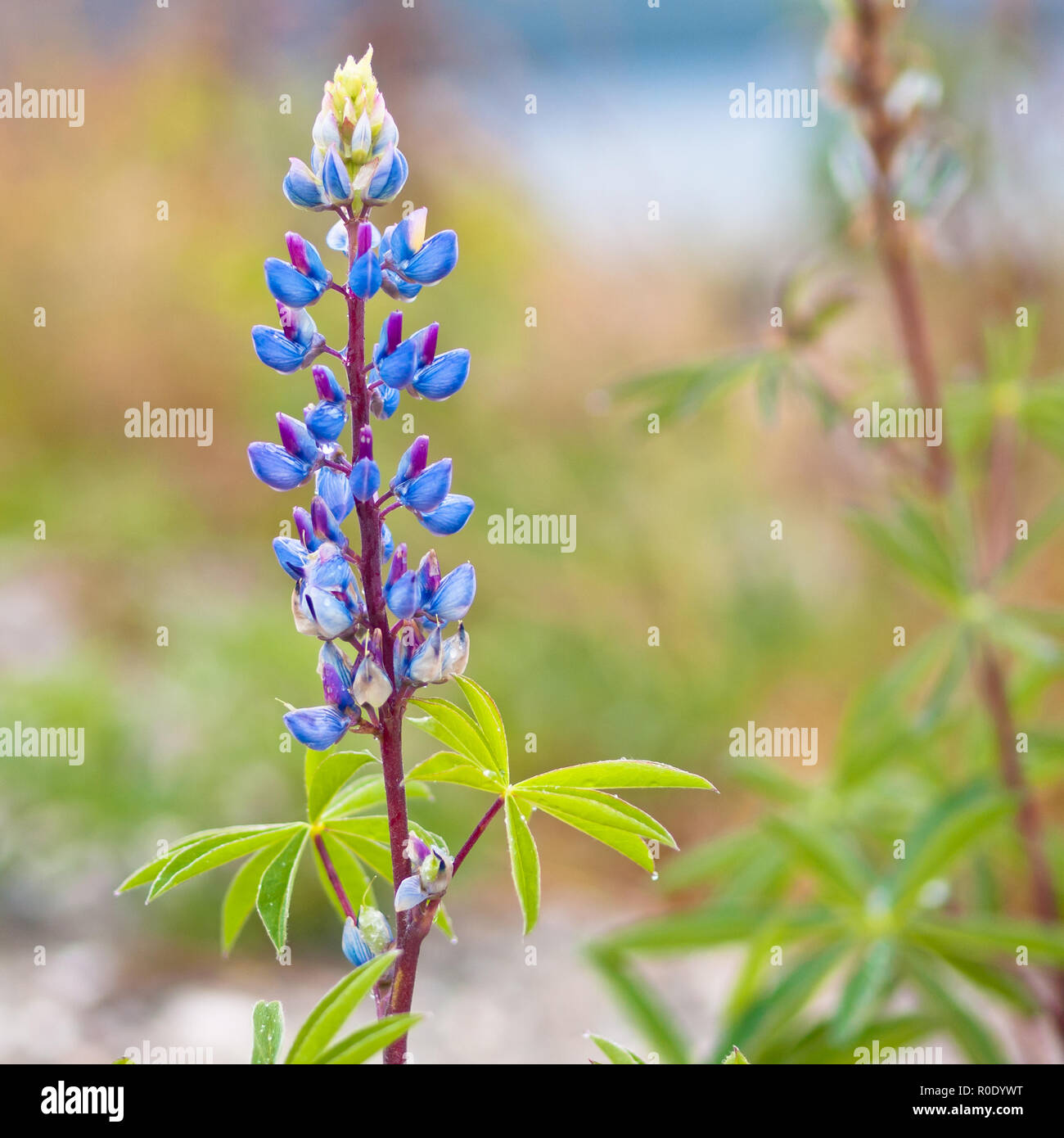 Violet lupinus polyphyllus hi-res stock photography and images - Alamy