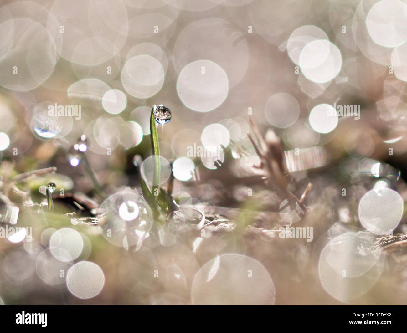Dewdrops magnify plant detail hi-res stock photography and images - Alamy