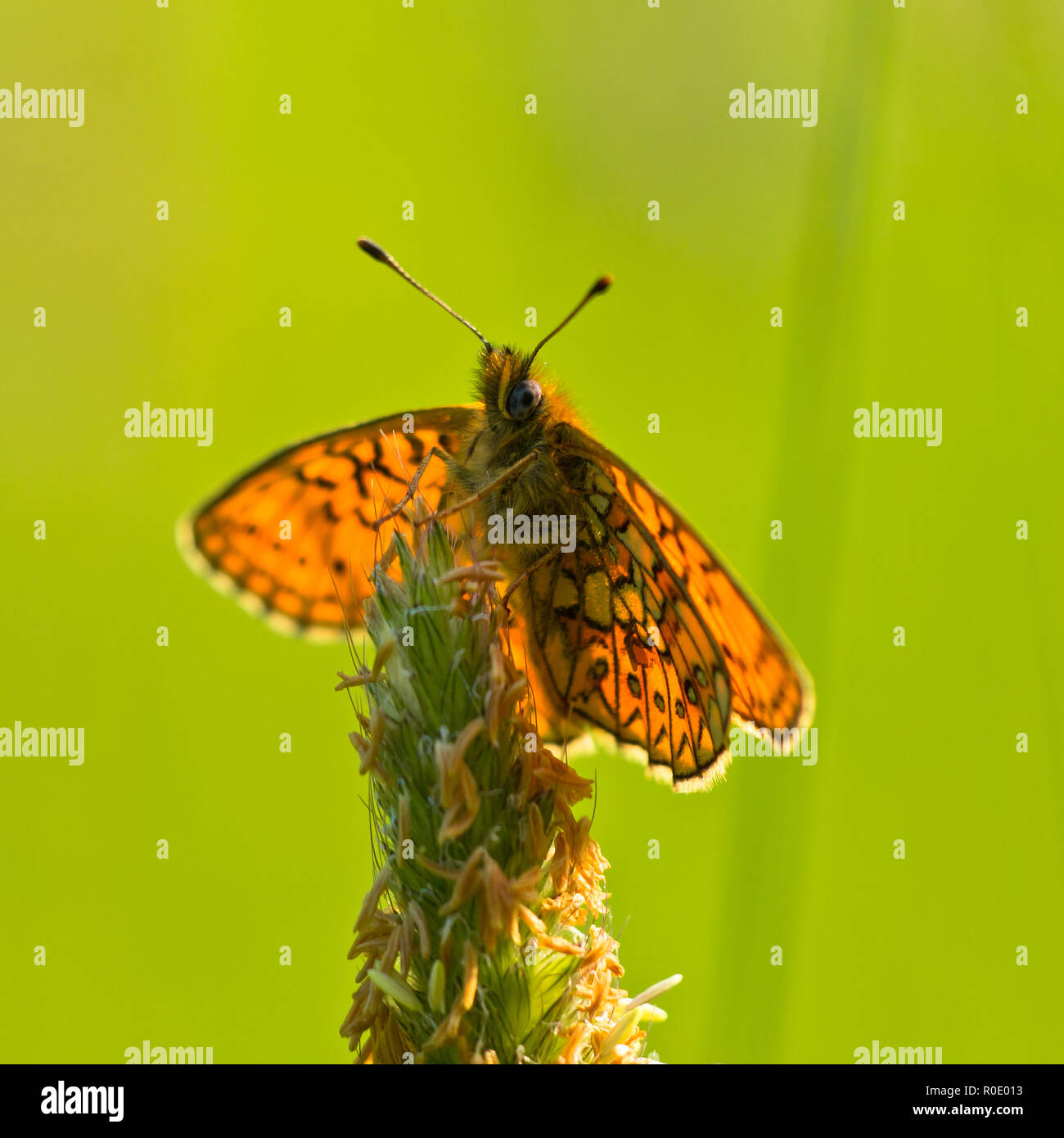 Bog Fritillary Butterfly (Boloria eunomia) made with back light which ...