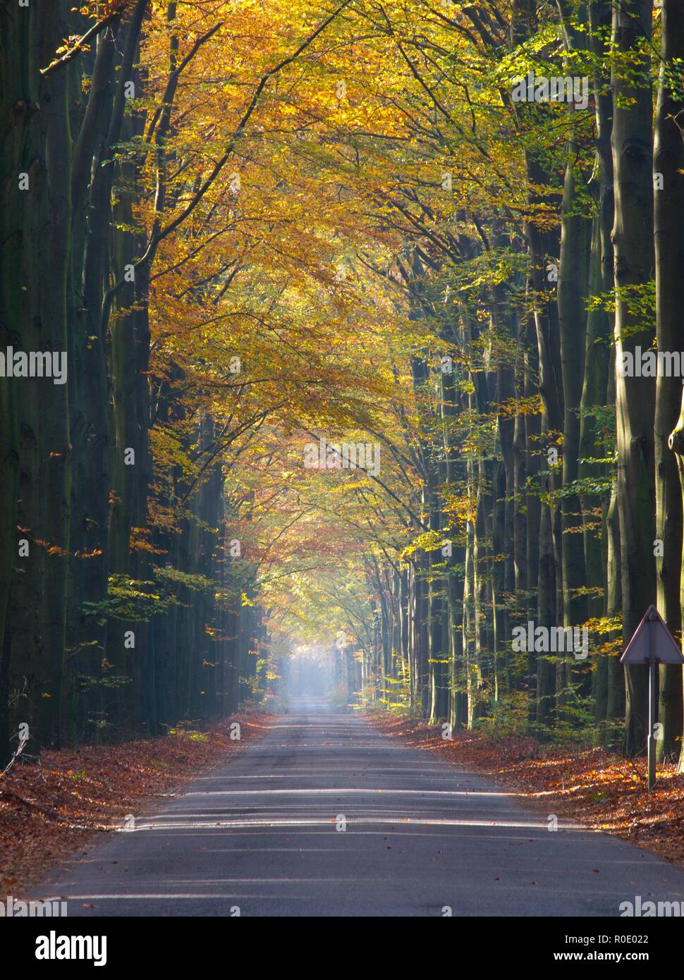 sun rays are shining through autumnal forest lane Stock Photo - Alamy