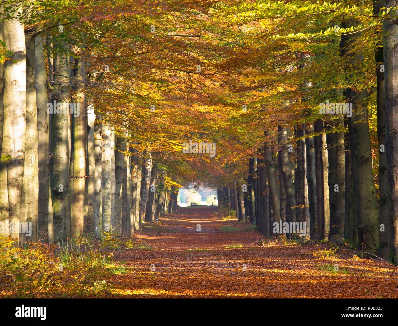 Lane drenthe hi-res stock photography and images - Alamy