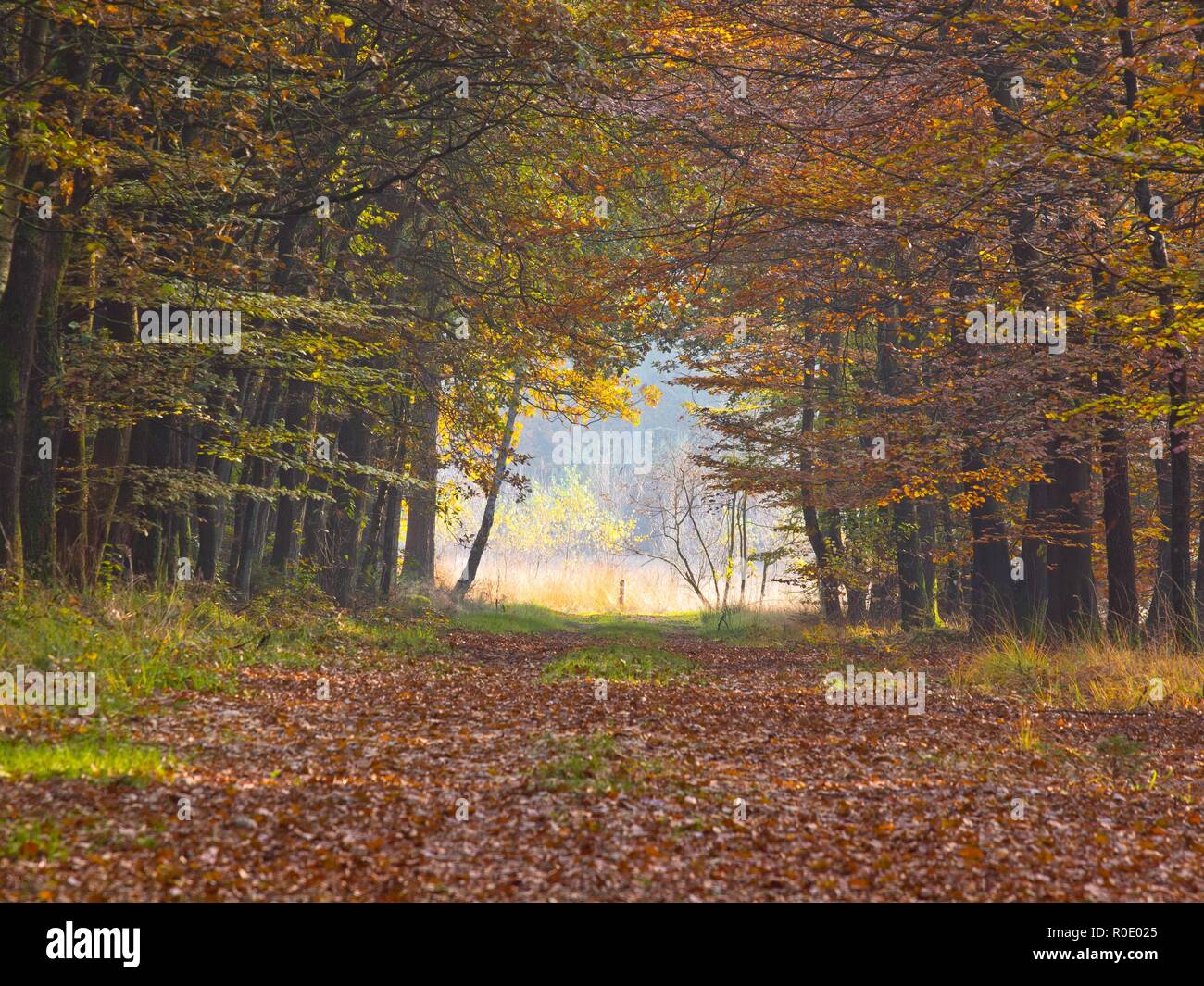 Lane drenthe hi-res stock photography and images - Alamy