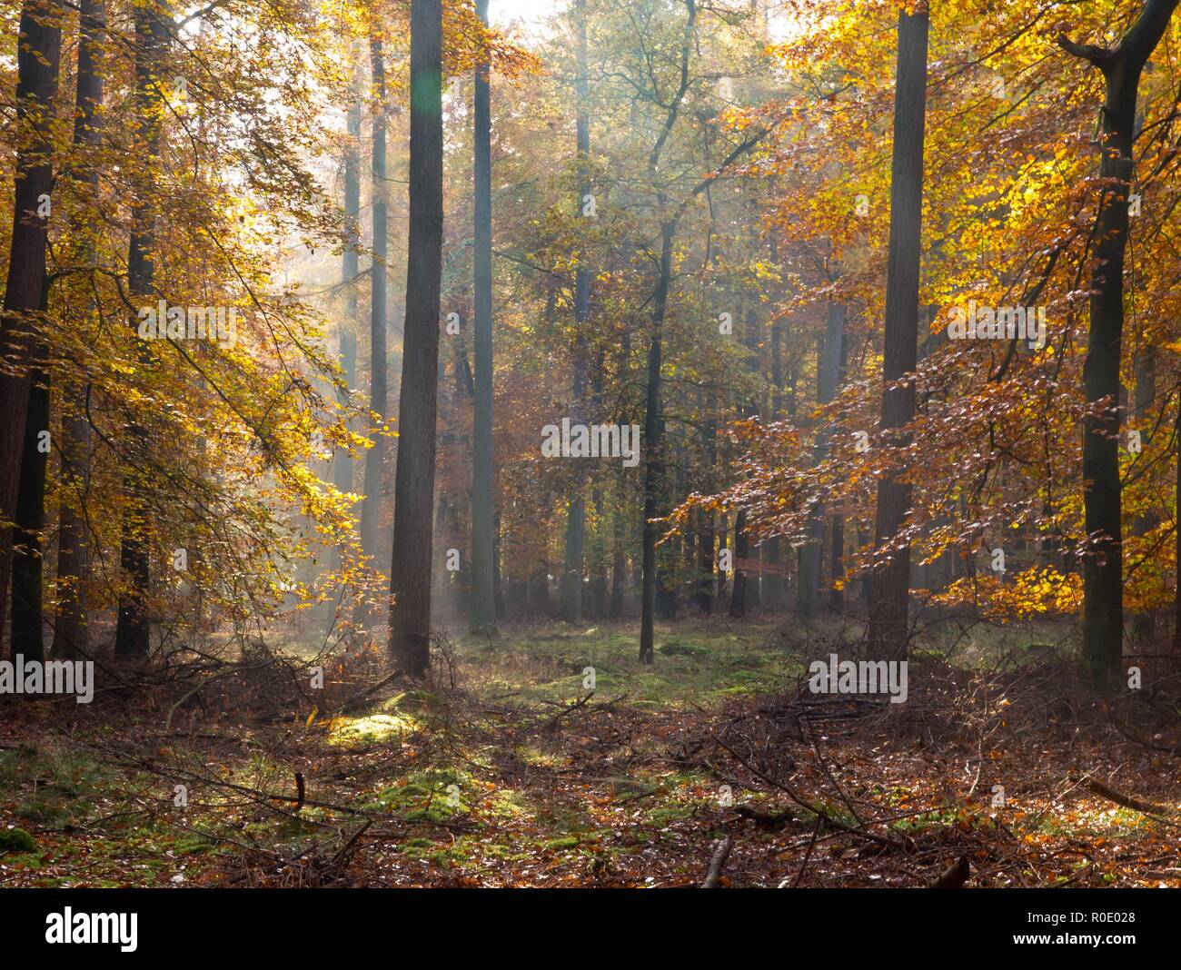Shining forest hi-res stock photography and images - Alamy