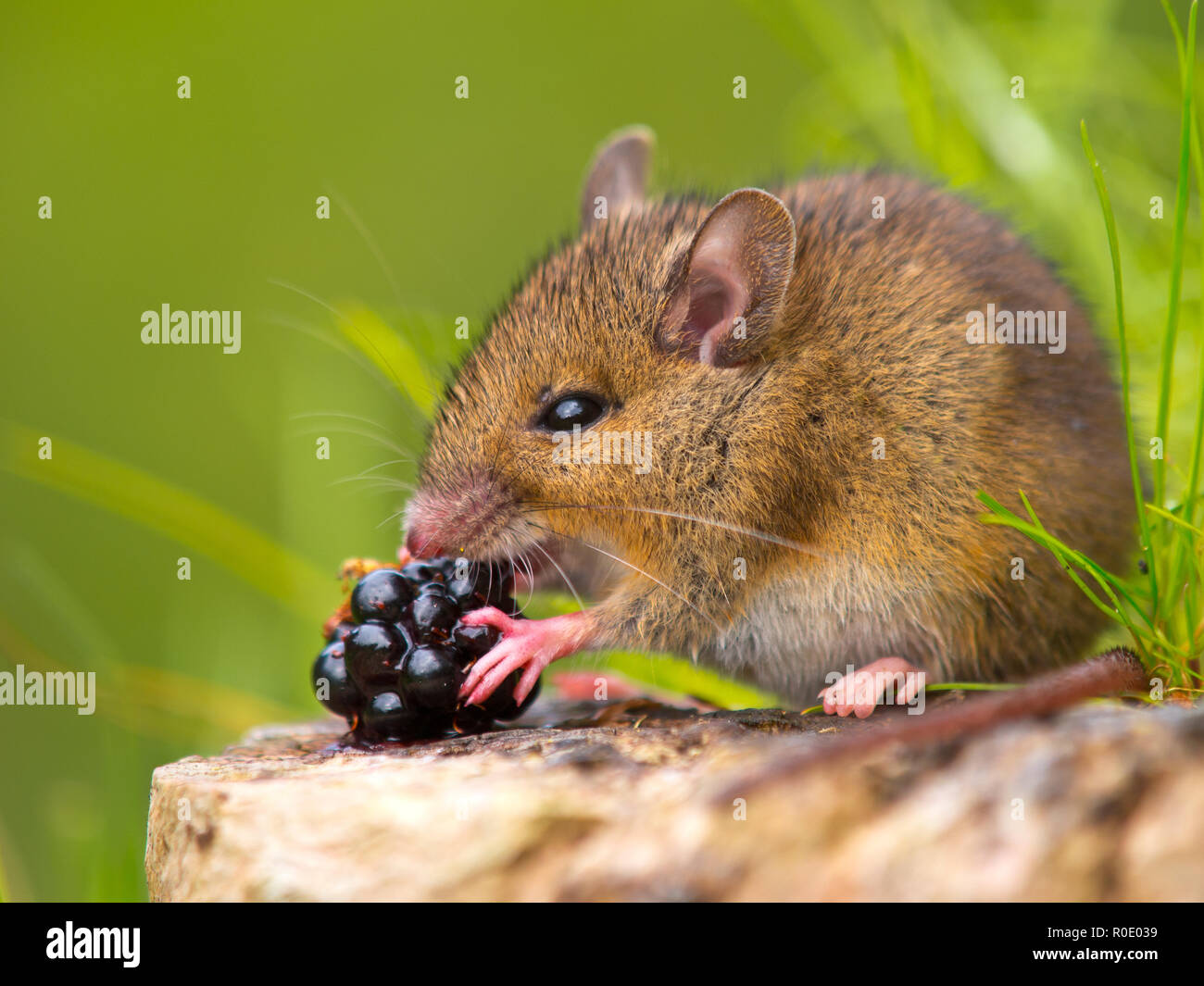 Wild mouse eating raspberry on log Stock Photo - Alamy