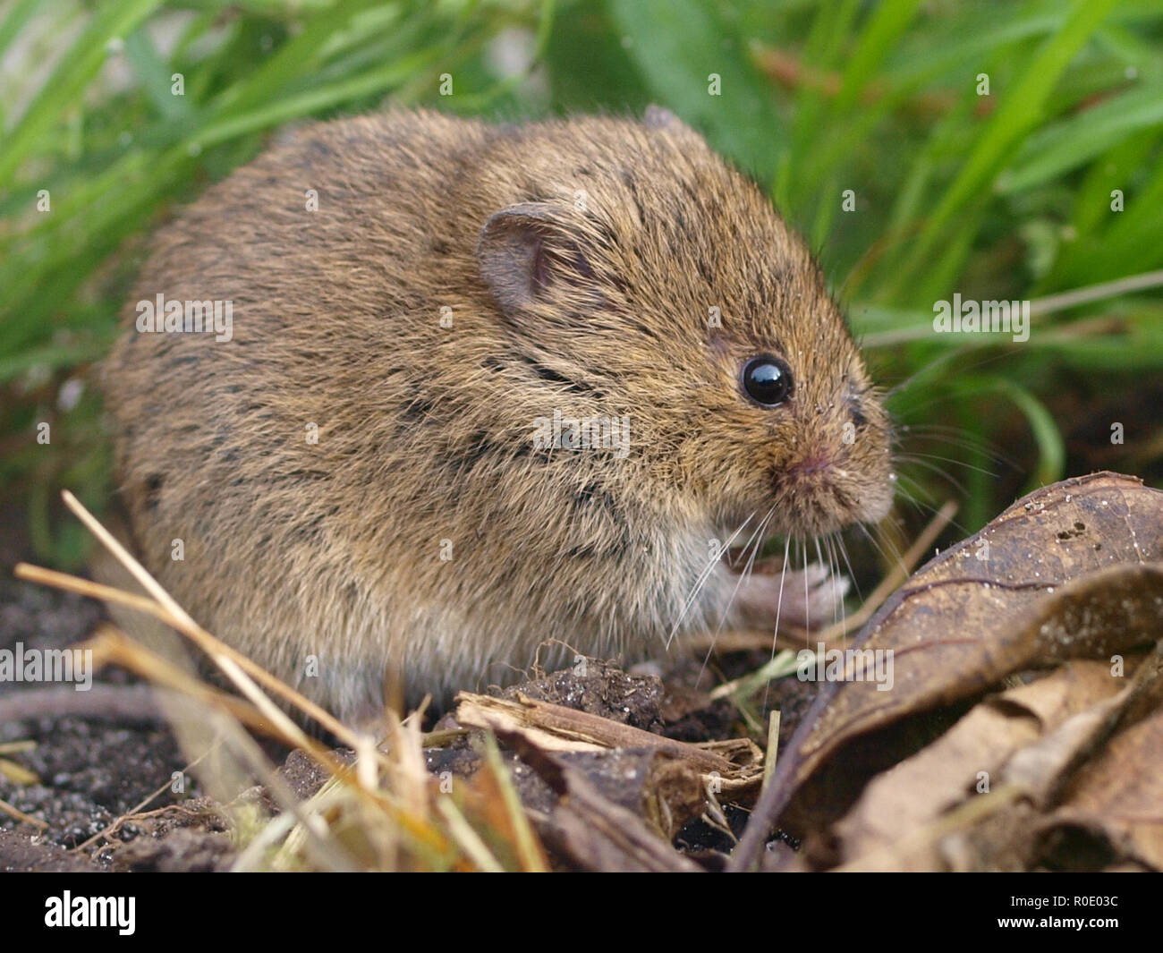 Veldmuis eet hi-res stock photography and images - Alamy