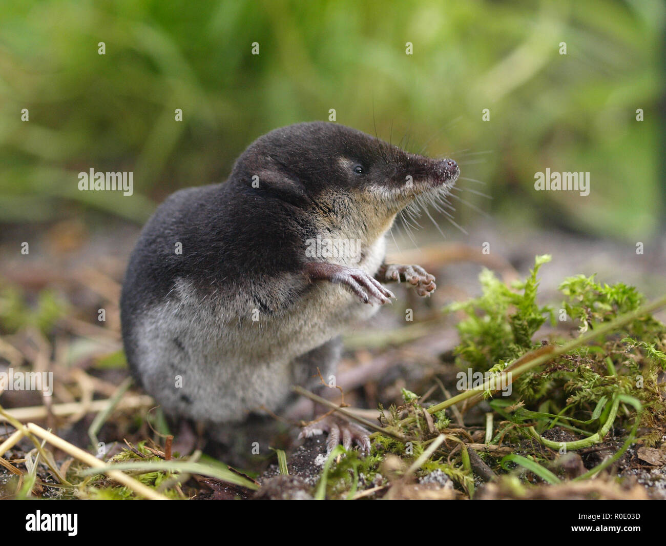 Waterspitsmuis hi-res stock photography and images - Alamy