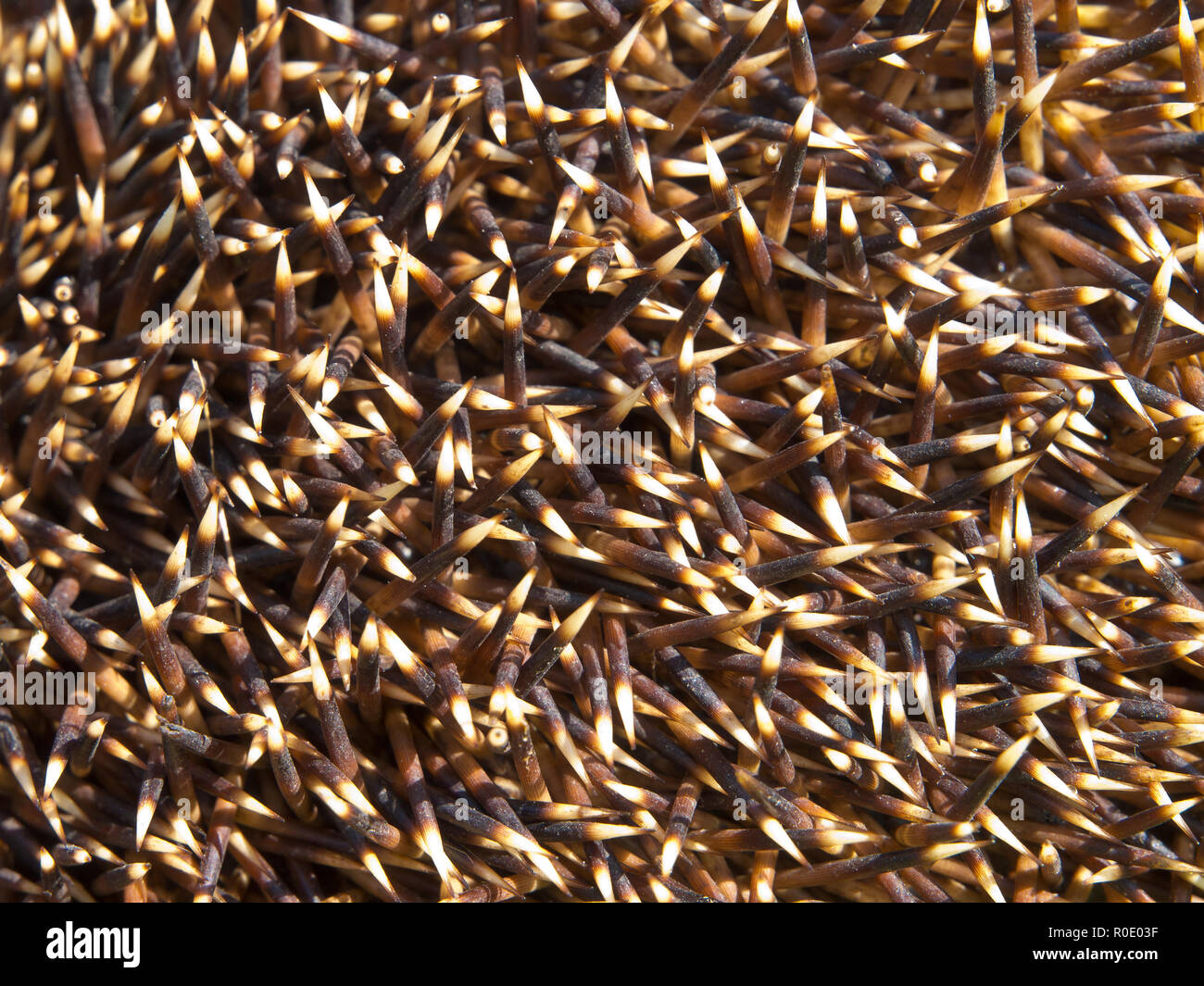 spines of a hedgehog background Stock Photo - Alamy
