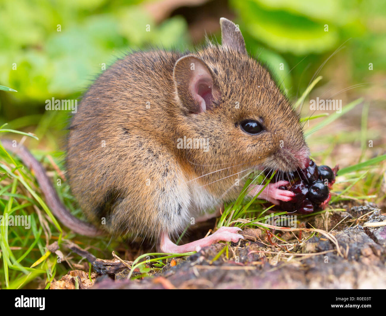 Wild mouse eating raspberry on log sideview Stock Photo - Alamy