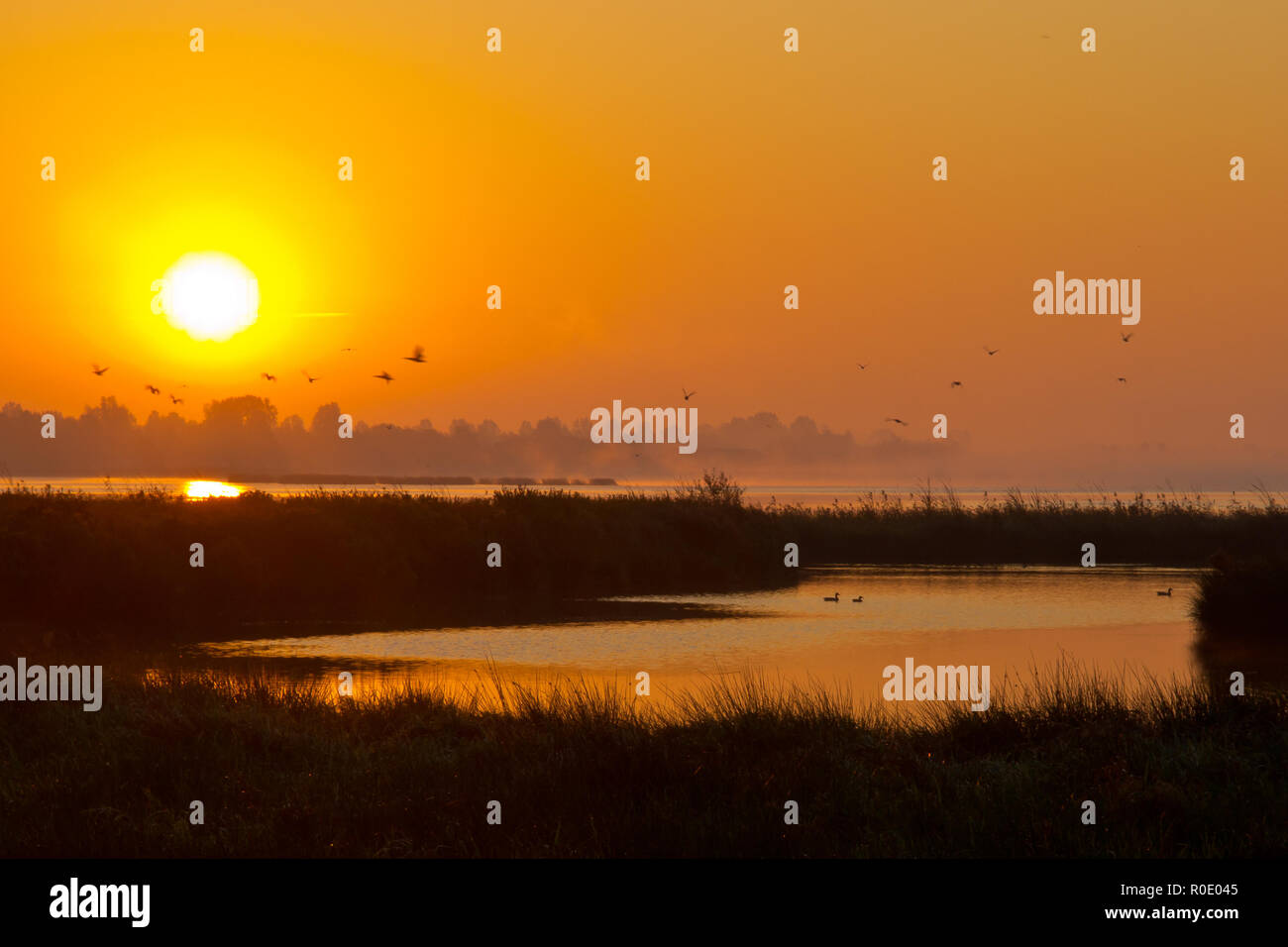Sunrise birds flying hi-res stock photography and images - Alamy