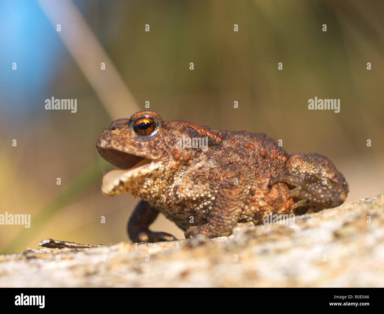 Common toad Bufo Bufo croaking Stock Photo - Alamy