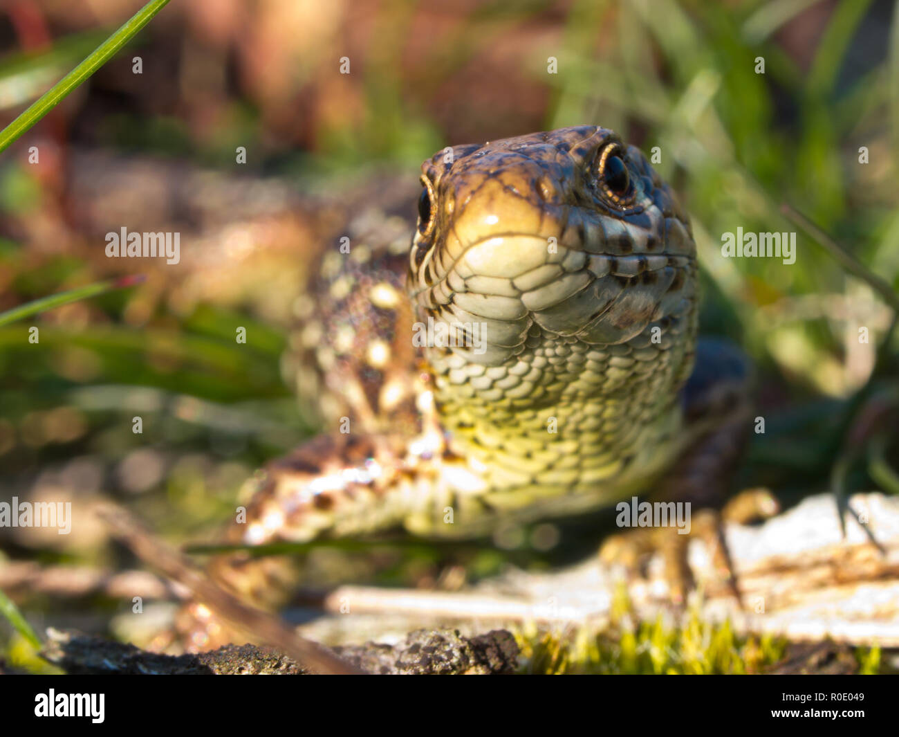 Sand lizard portrait frontal Stock Photo - Alamy