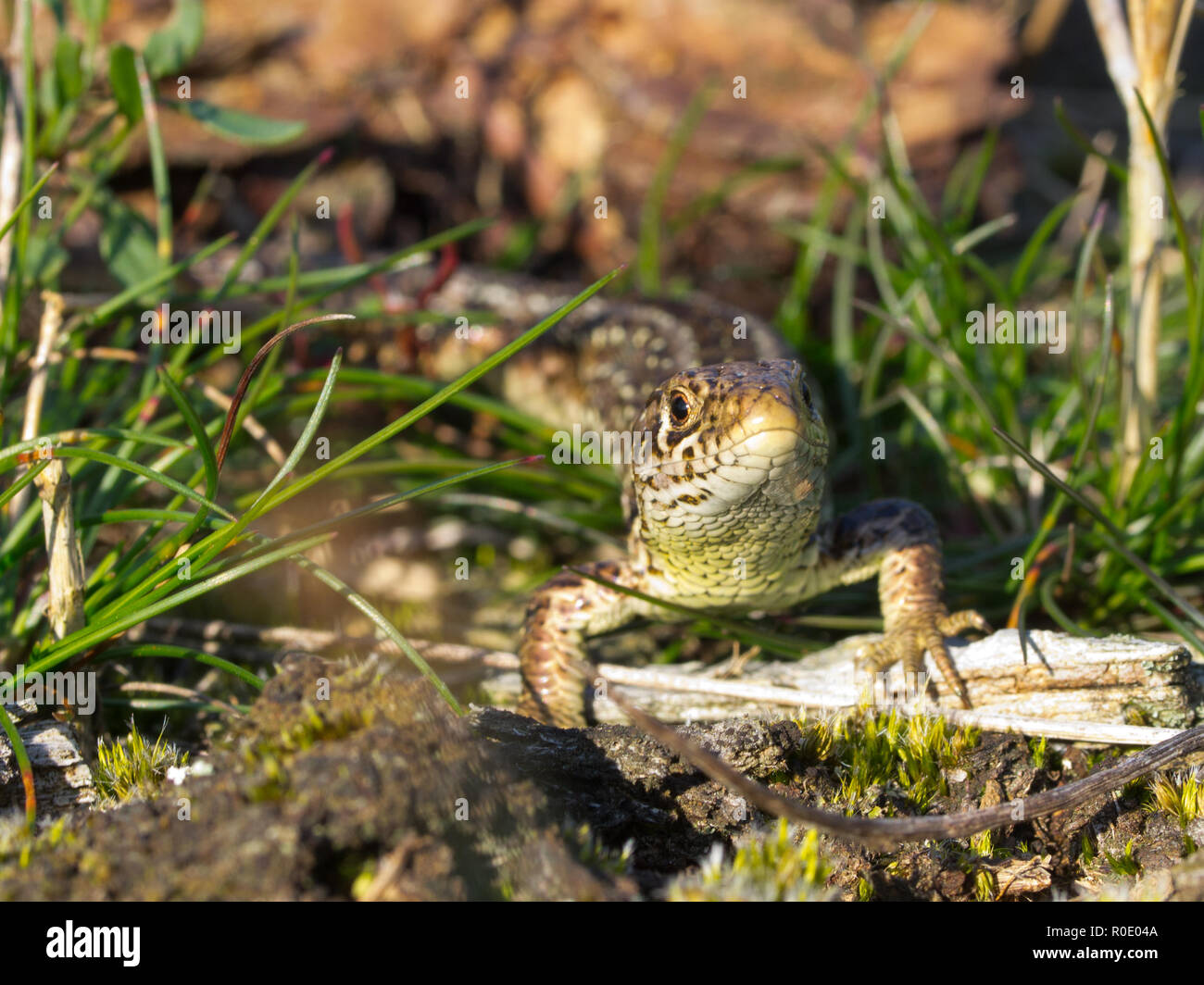 Sand lizard portrait wide Stock Photo - Alamy