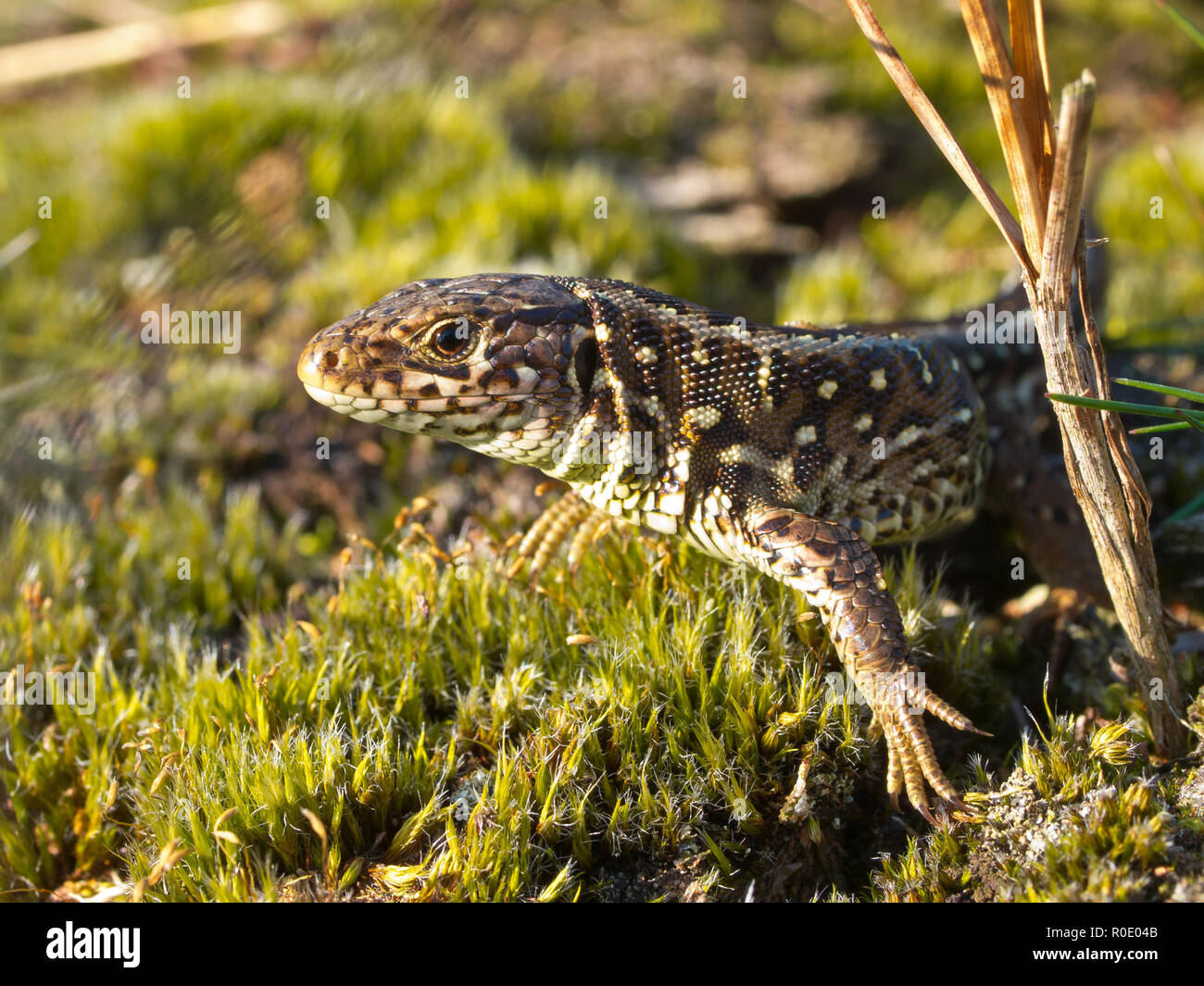 Sand lizard portrait Stock Photo - Alamy