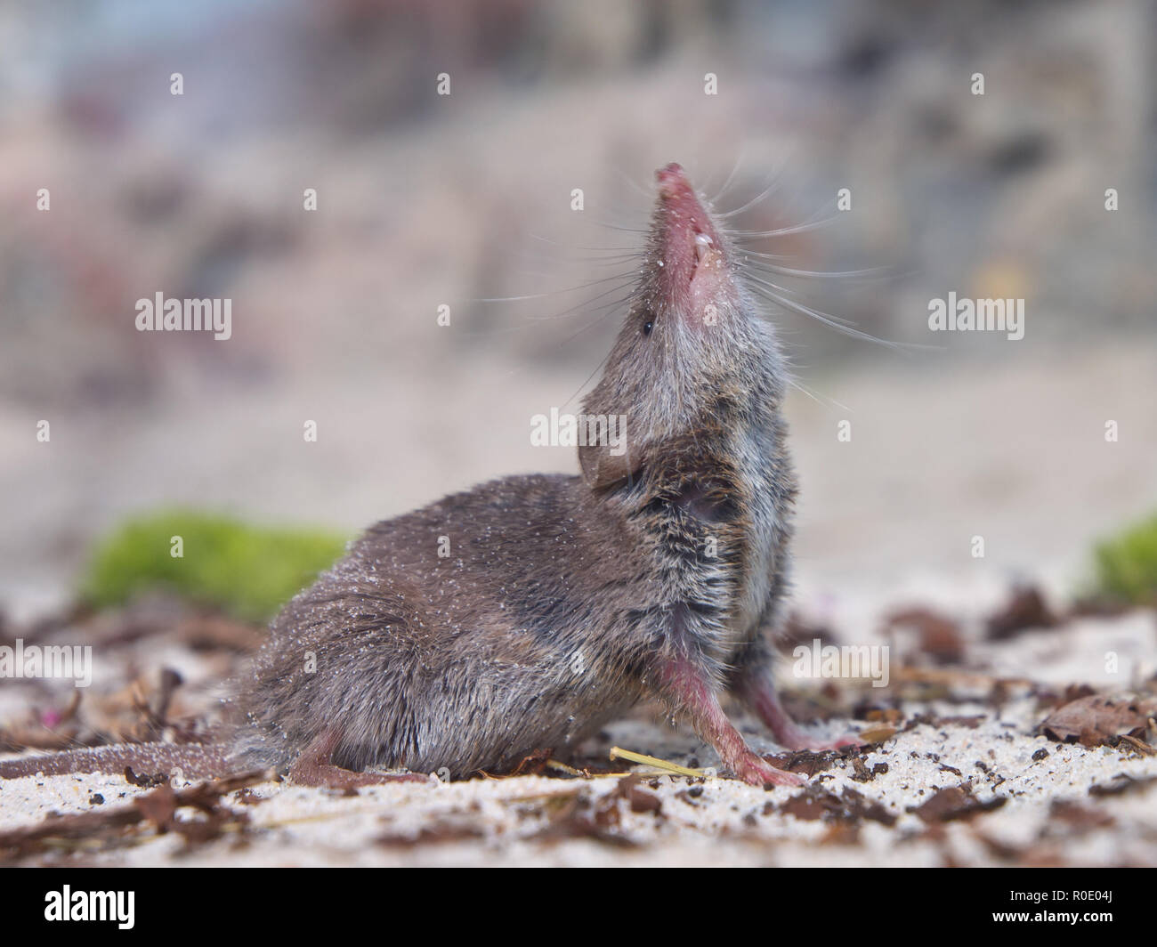 Greater white-toothed shrew (Crocidura russula) looking up in the sky ...