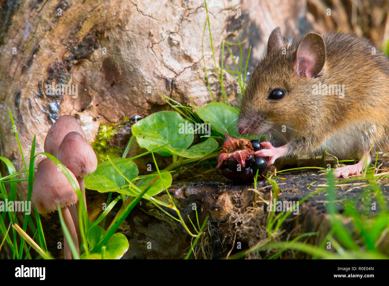 autemn scene mouse eating raspberry Stock Photo - Alamy