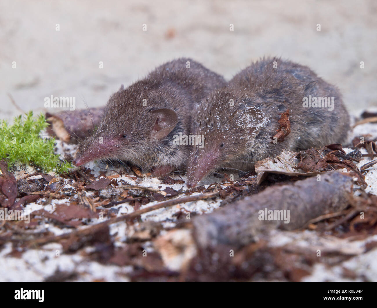 White Toothed Shrew High Resolution Stock Photography and Images - Alamy