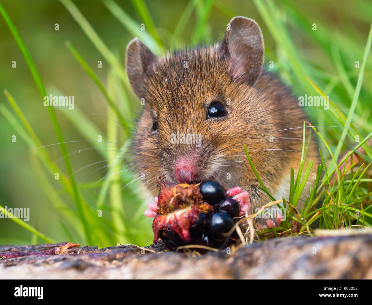Wood mouse eating raspberry close up Stock Photo - Alamy